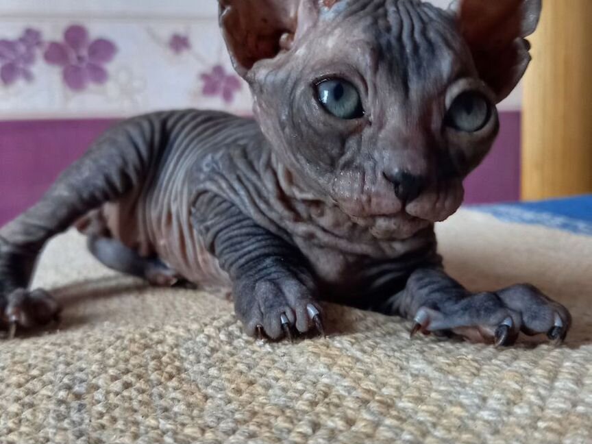 Донской сфинкс кошка