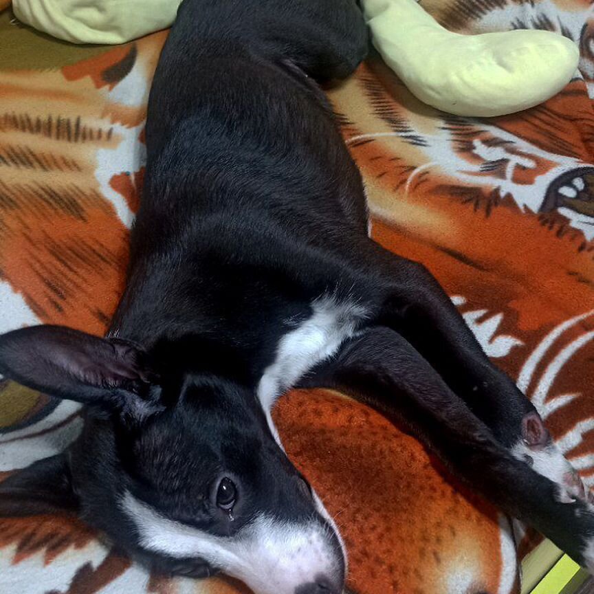 Щенок в добрые руки