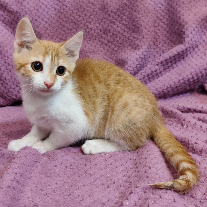 Рыжий гладкошерстный котенок девочка в дар 2,5 мес