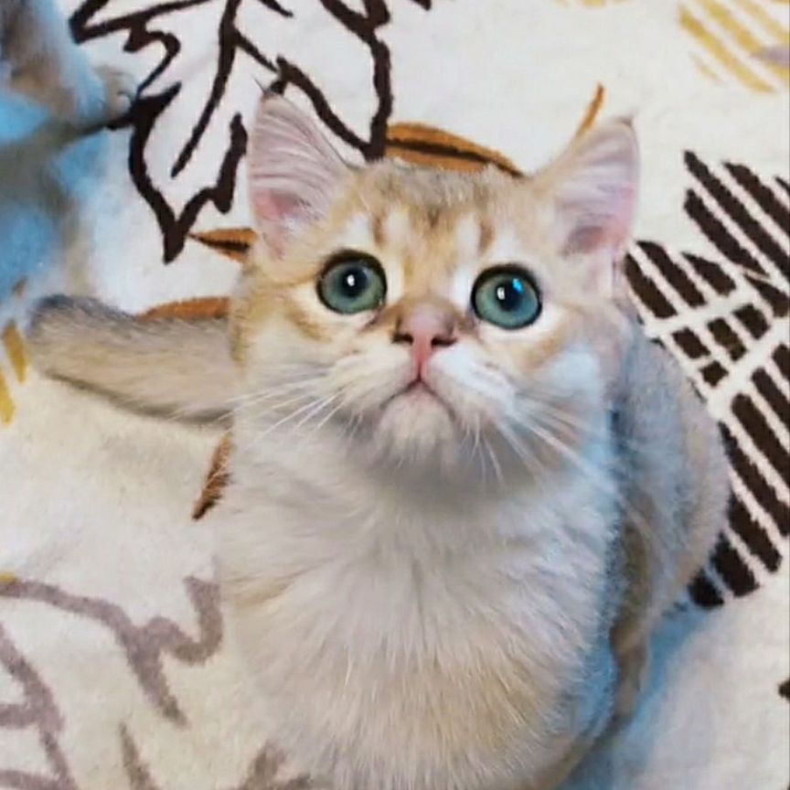 Золотая шиншилла красавчик с родословной