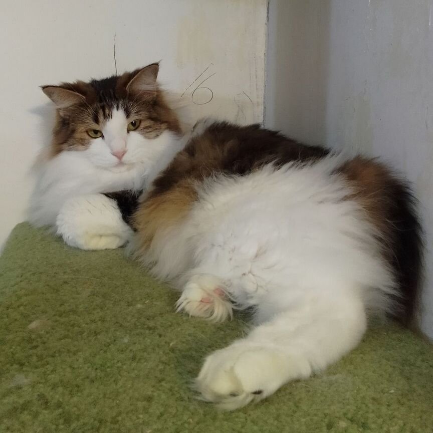 Курильский бобтейл длинношёрстный, взрослая кошка