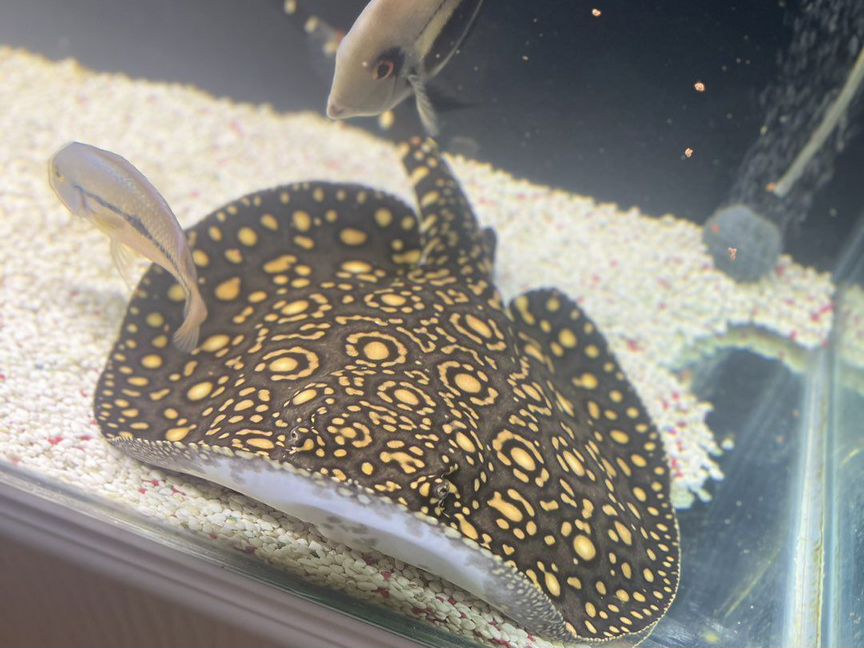 Скат пресноводный