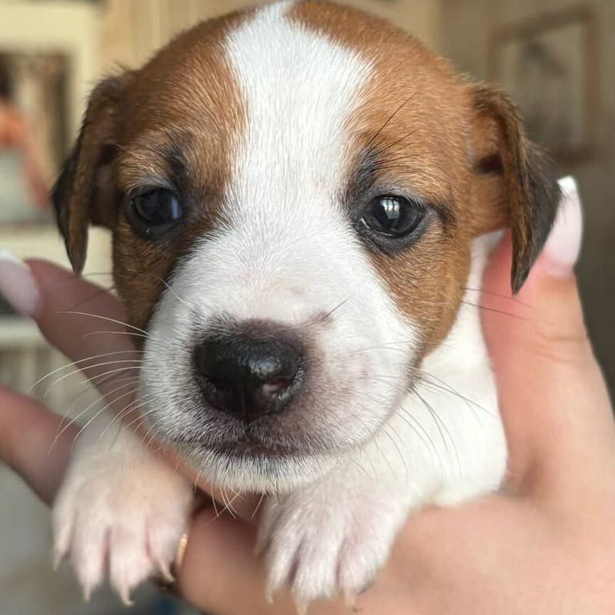 Джек-рассел-терьер, щенок