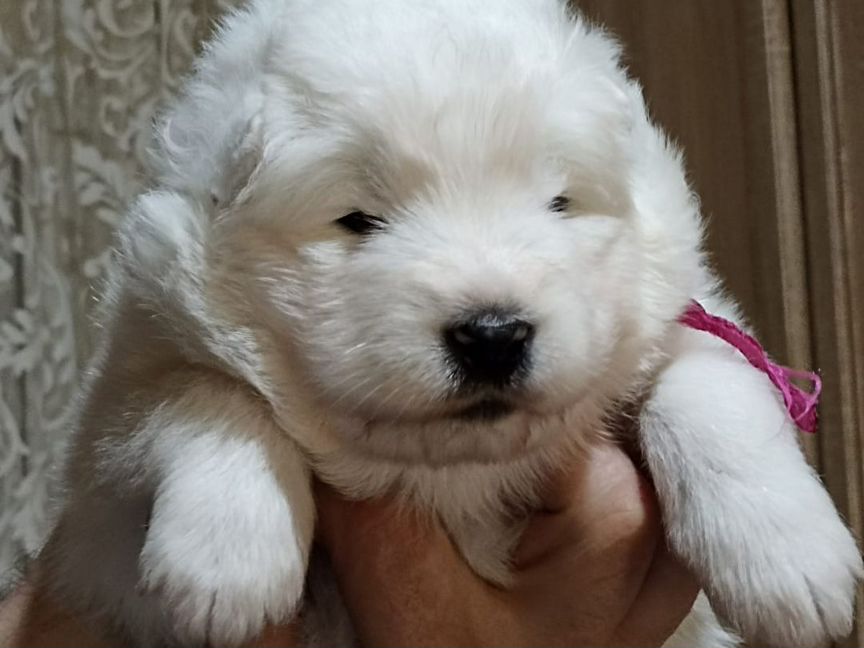 Самоедская лайка