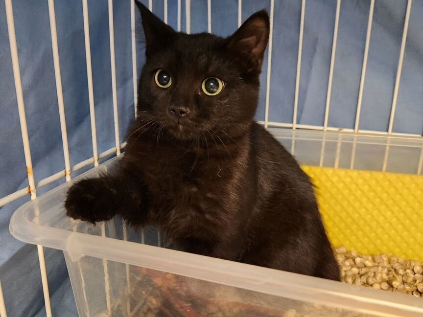 Котенок ищет дом