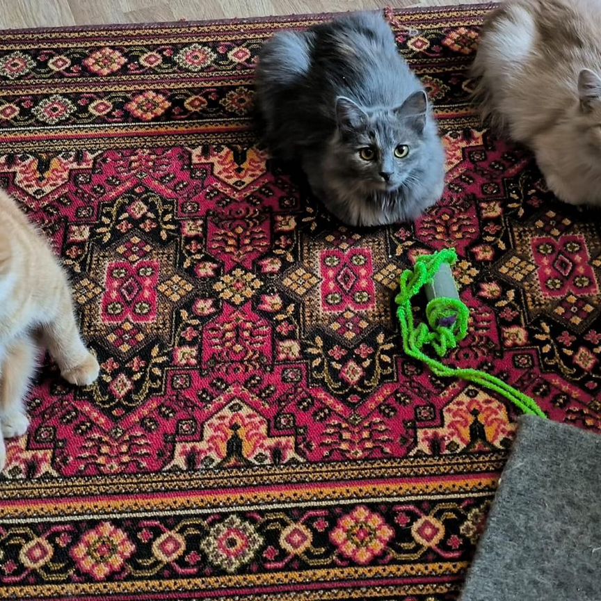 Котики
