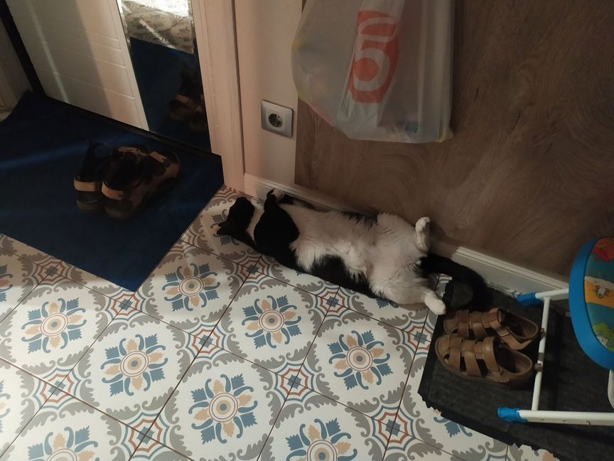 Отдам бесплатно котика
