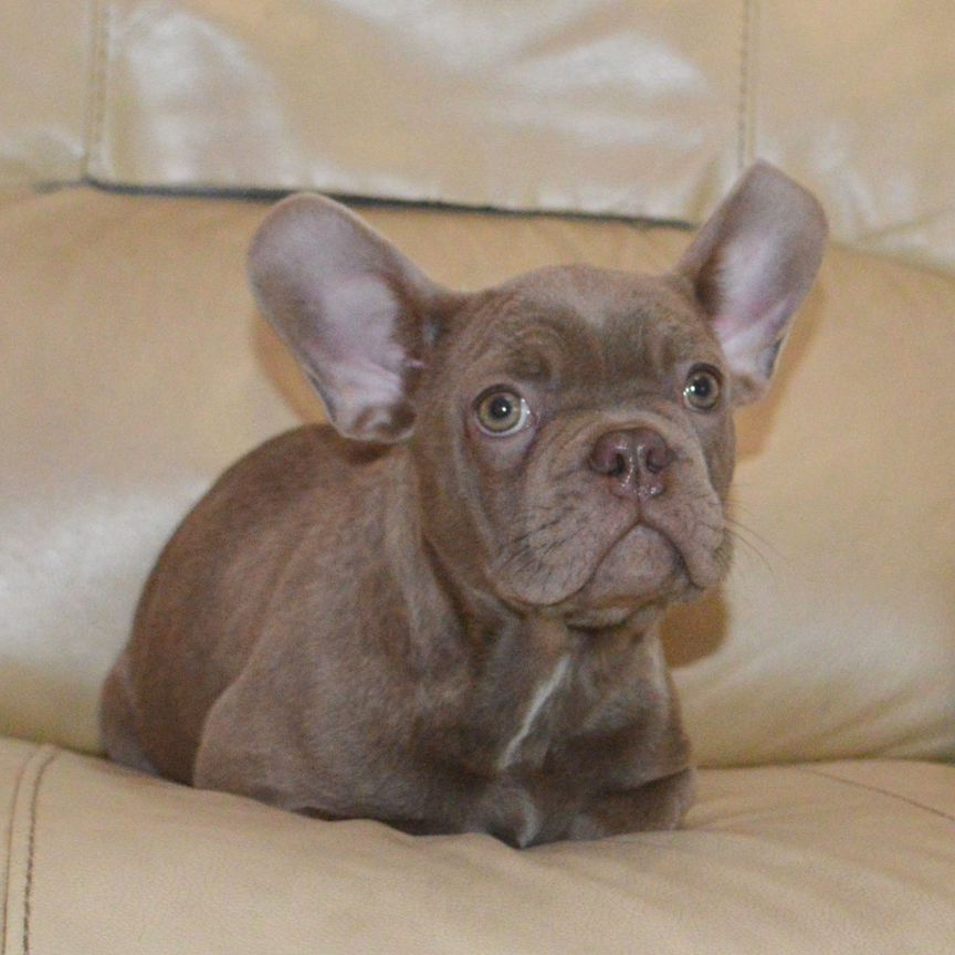 Мальчик окраса Изабелла