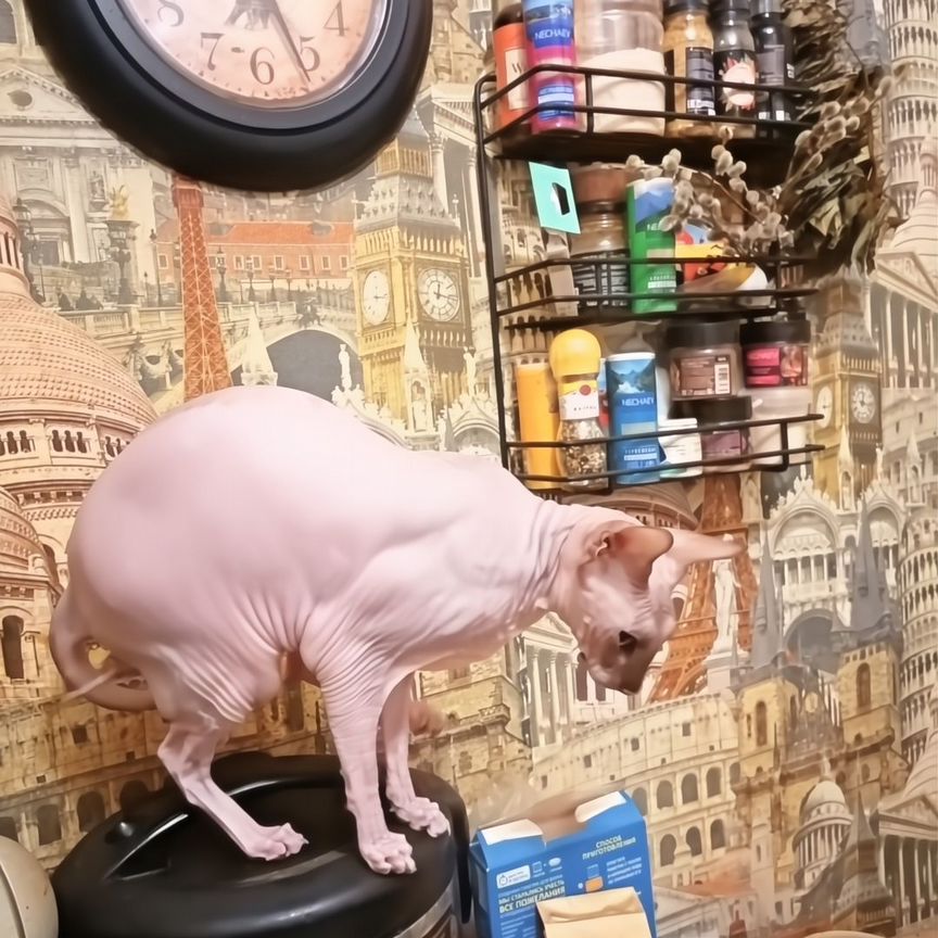Донской сфинкс, взрослая кошка