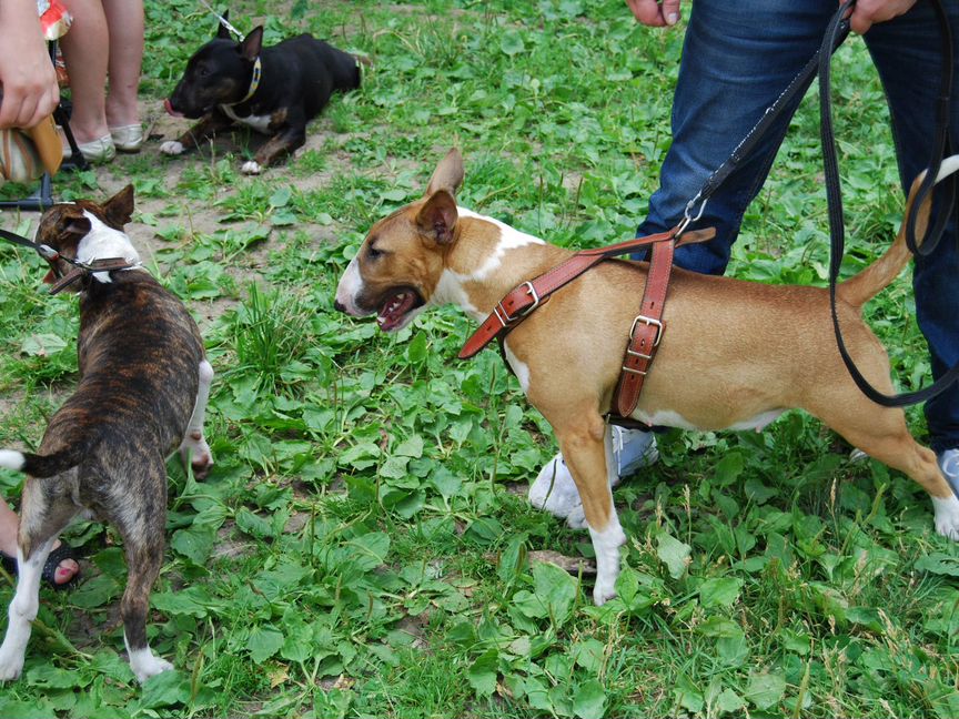 Шлейка кожаная Dogger