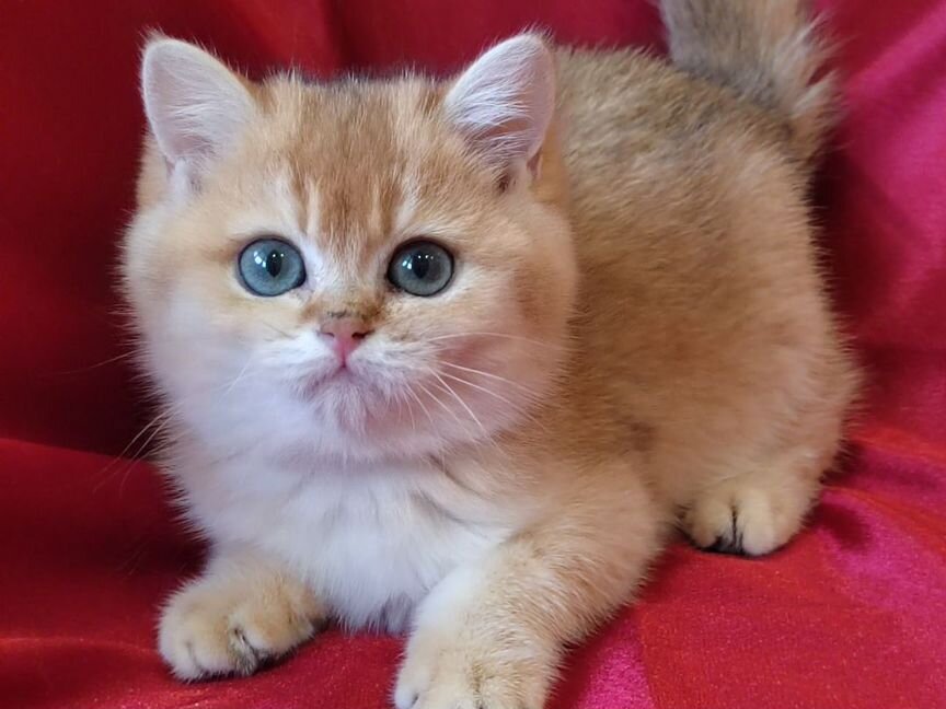 Золотой мальчик