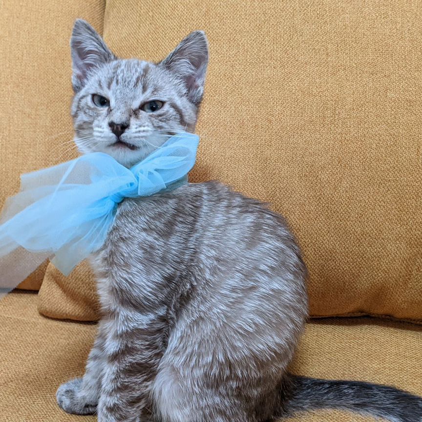 Котик Мусик