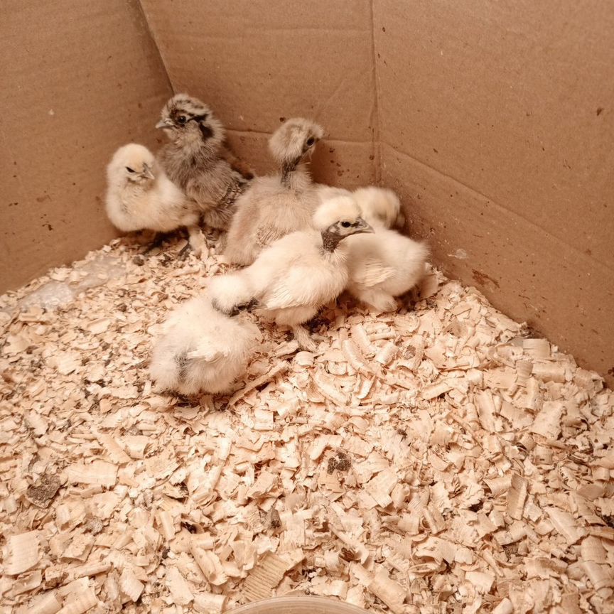 Цыплята Китайской Шелковой