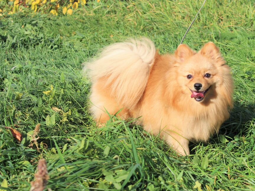 Малый немецкий шпиц