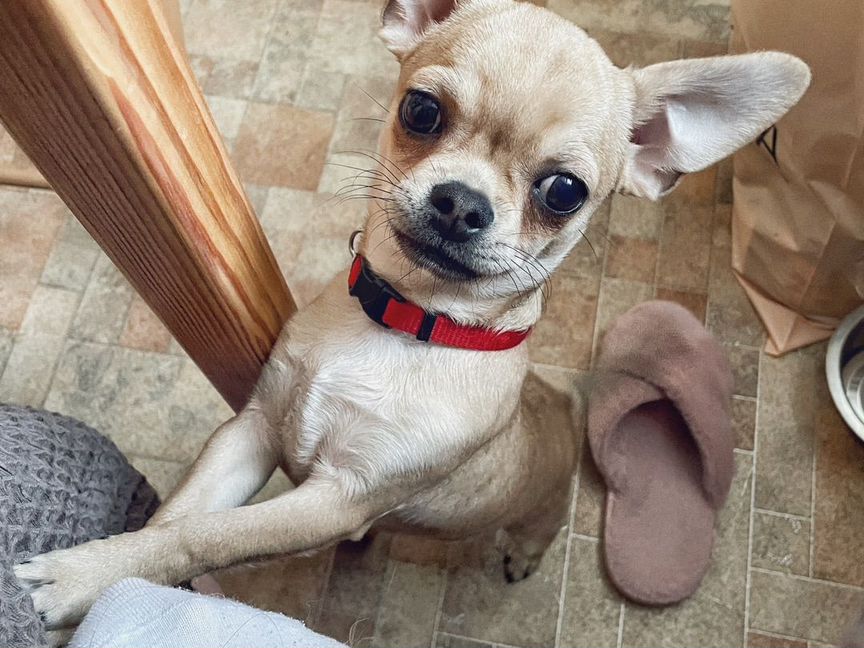 Чихуахуа щенок