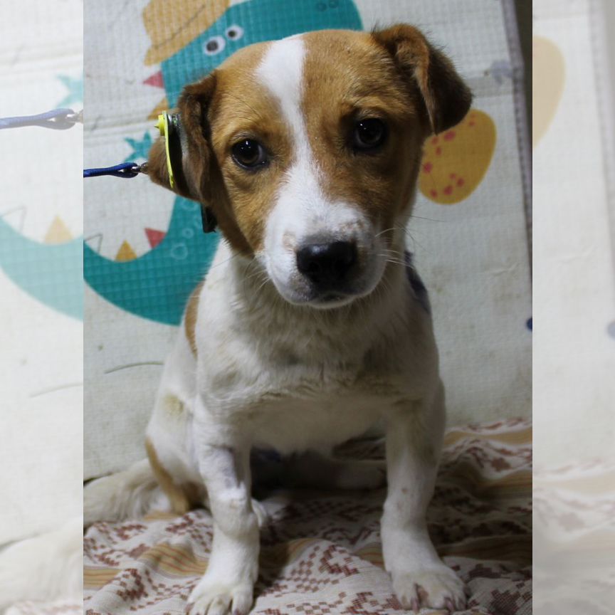 Щенок в добрые руки