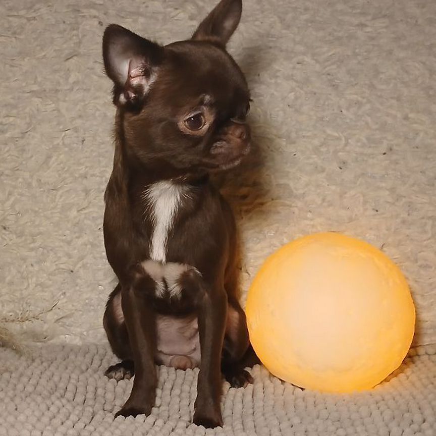 Чихуахуа, щенок