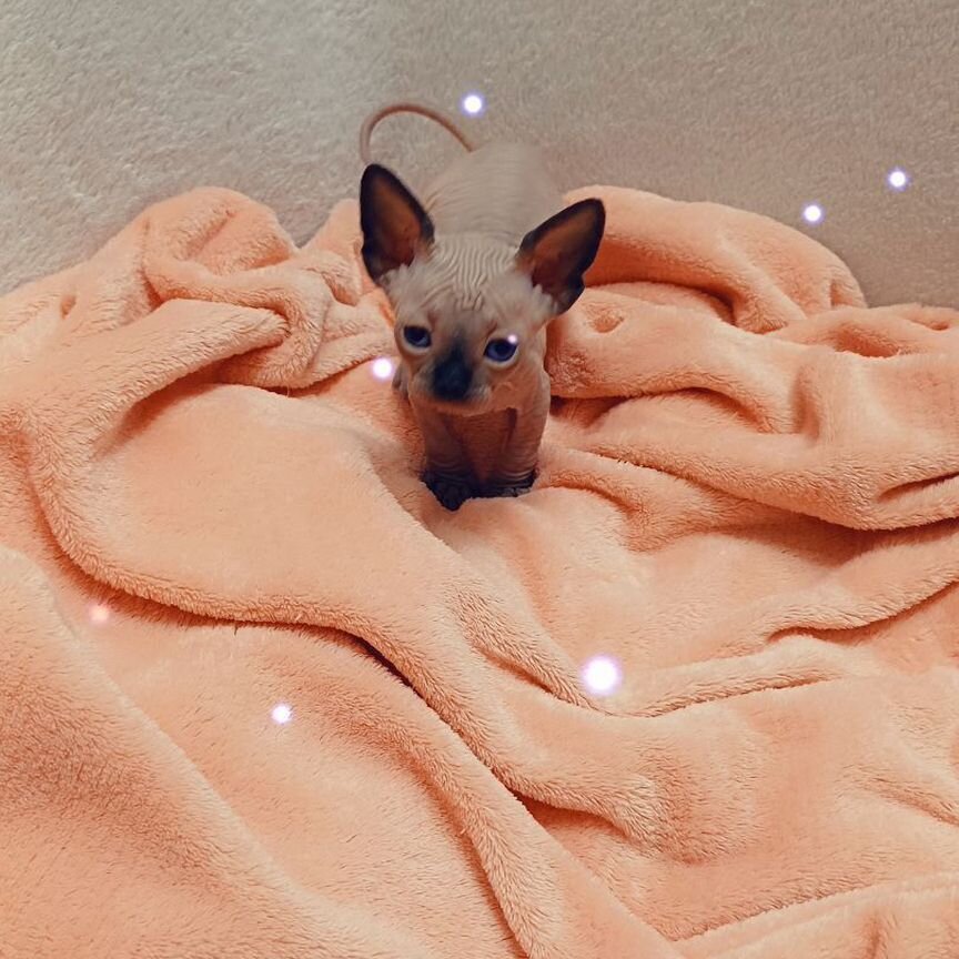 Канадский сфинкс котенок