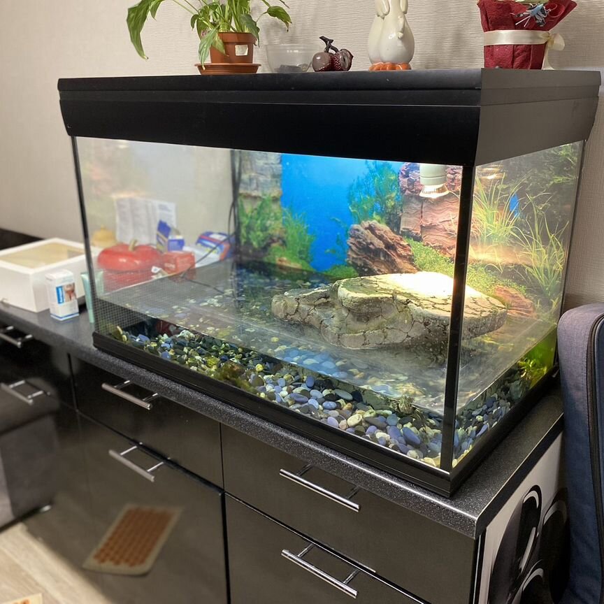 Кухонным модуль с аквариумом и черепахой