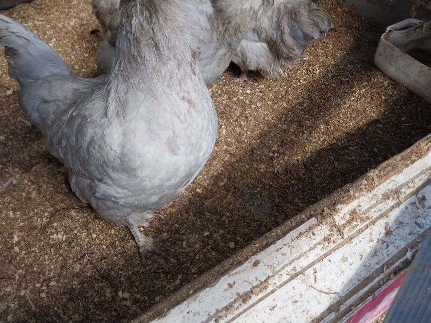 Цыплята амераукана лаванда