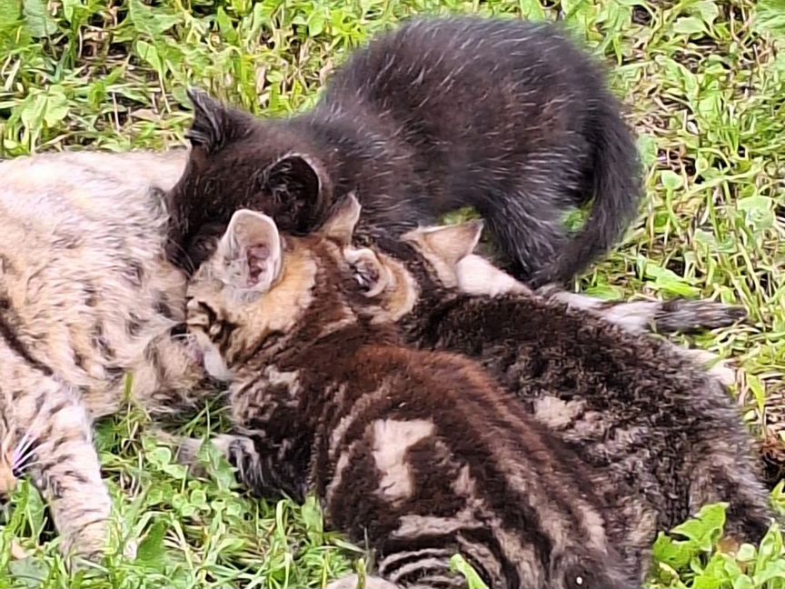 Отдам бесплатно котят в хорошие руки