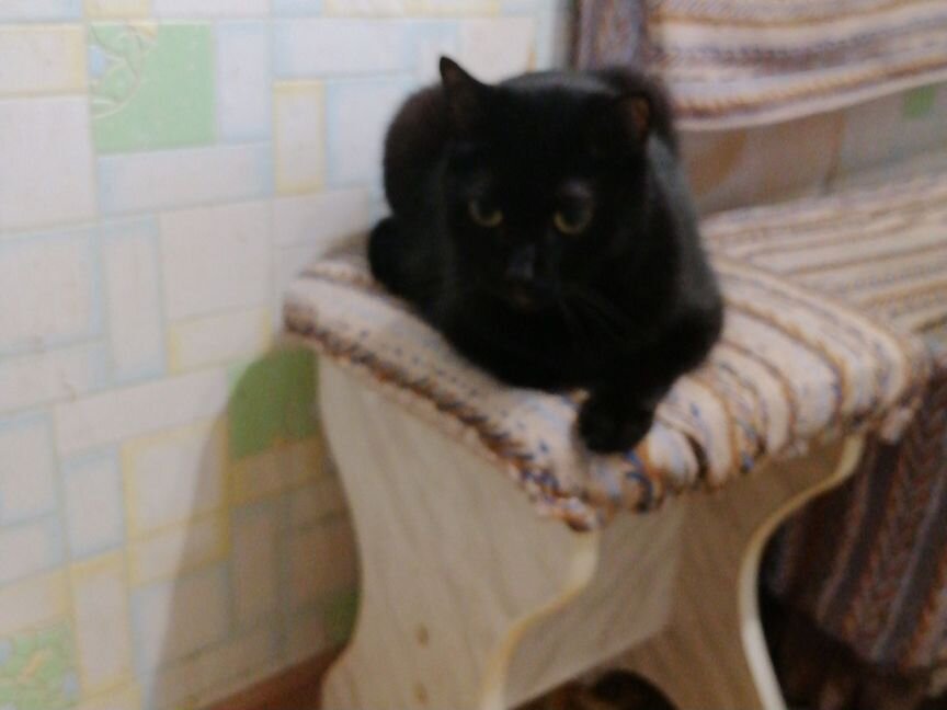 Котик бесплатно