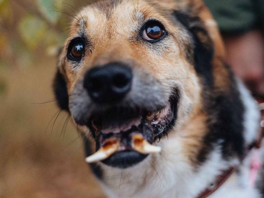 Бабулька из приюта верит в чудо
