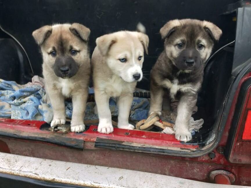 Собака в добрые руки