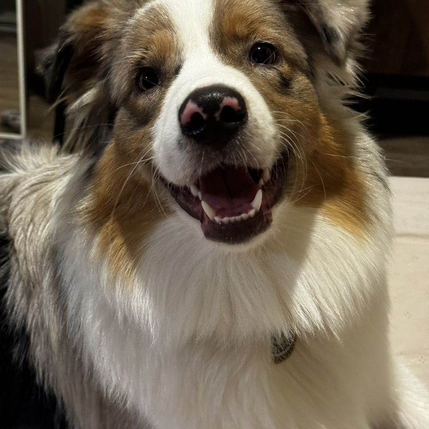 Пристраиваю в хорошие руки австралийская овчарка