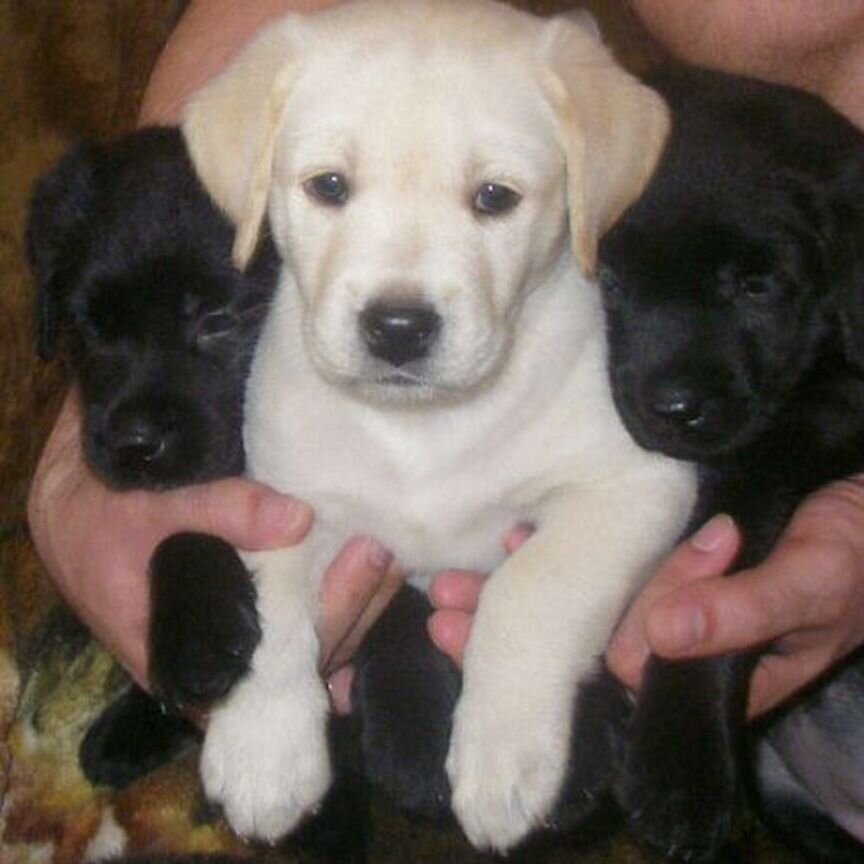 Щенки лабрадора