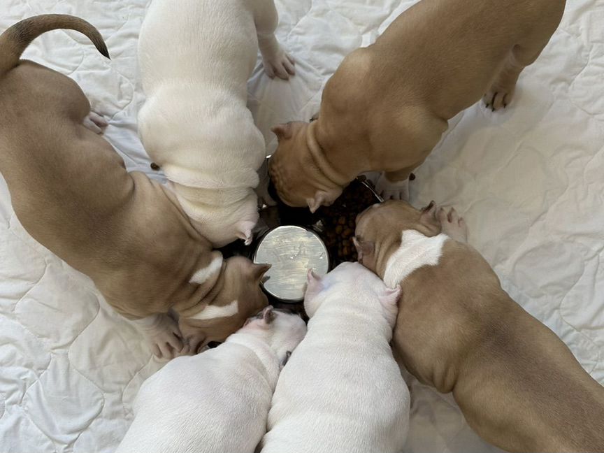 Американский булли