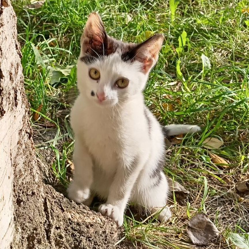 Котенок мальчик примерно 4 месяцев