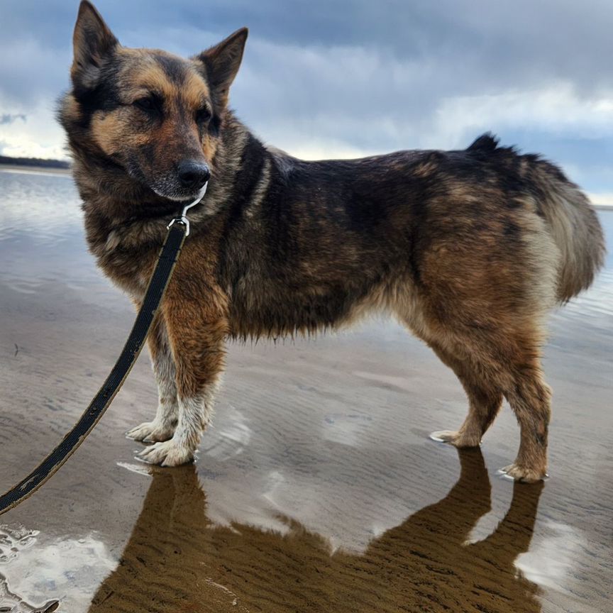 Взрослая собака в добрые руки