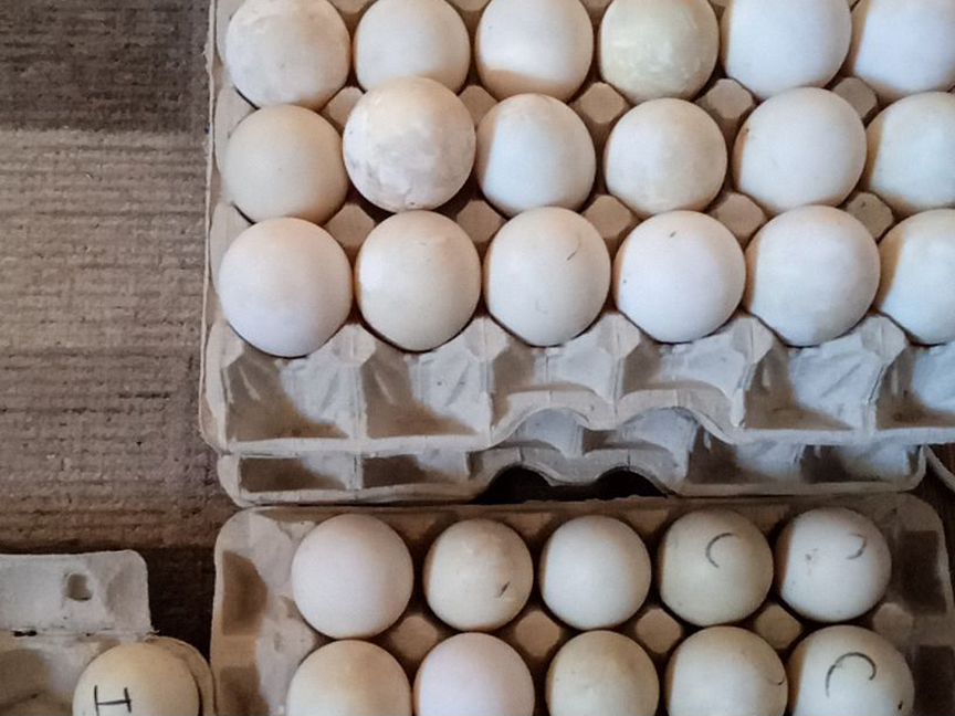 Яйцо уток на инкубацию