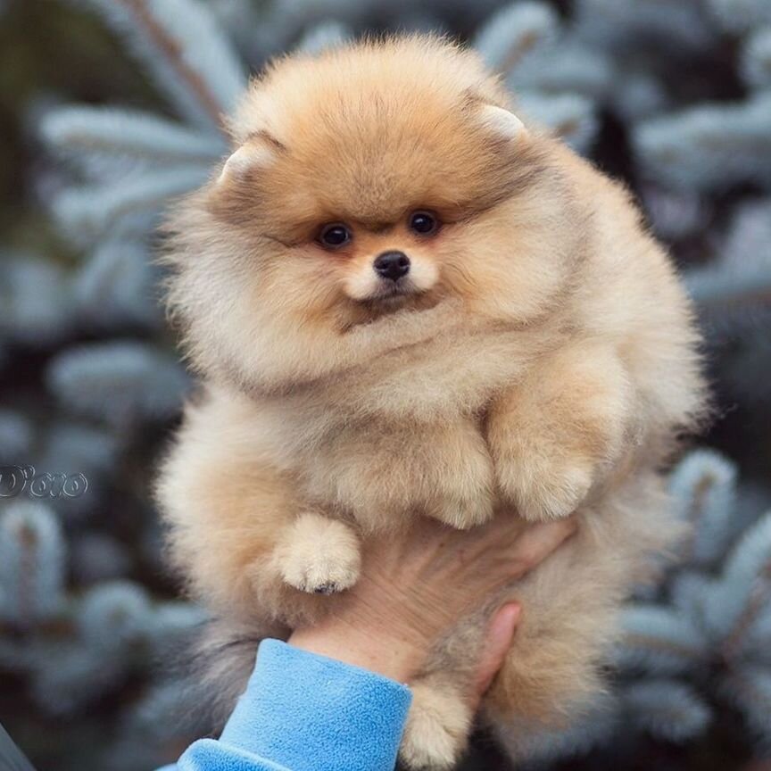 Мальчик красавчик померанец