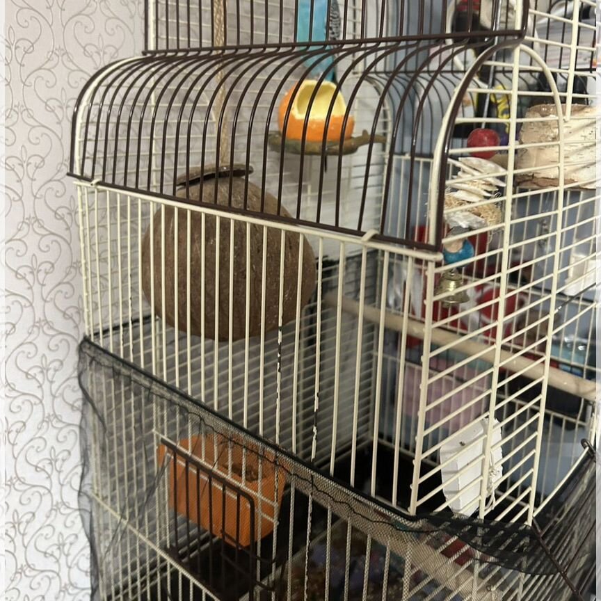 Волнистый попугай