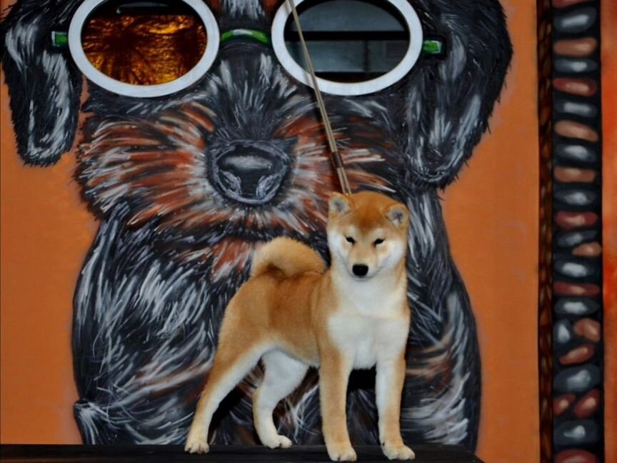 Кобель Сиба Шиба Ину