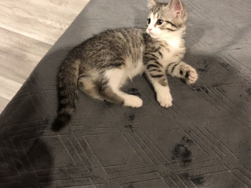 Котята в добрые руки бесплатно мальчик