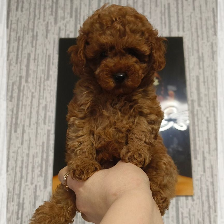 Пудель, щенок