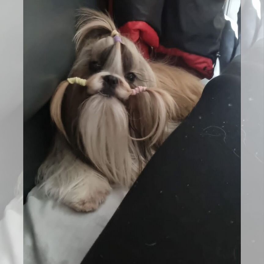 Ши-тцу, взрослая собака