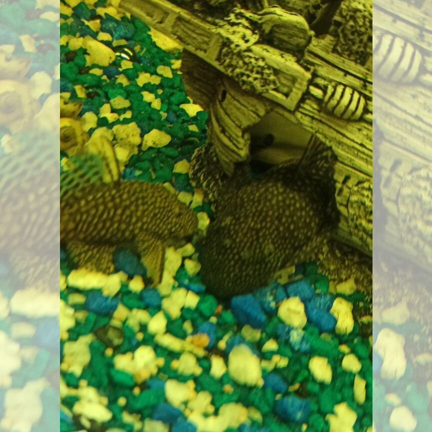 Аквариумные рыбки