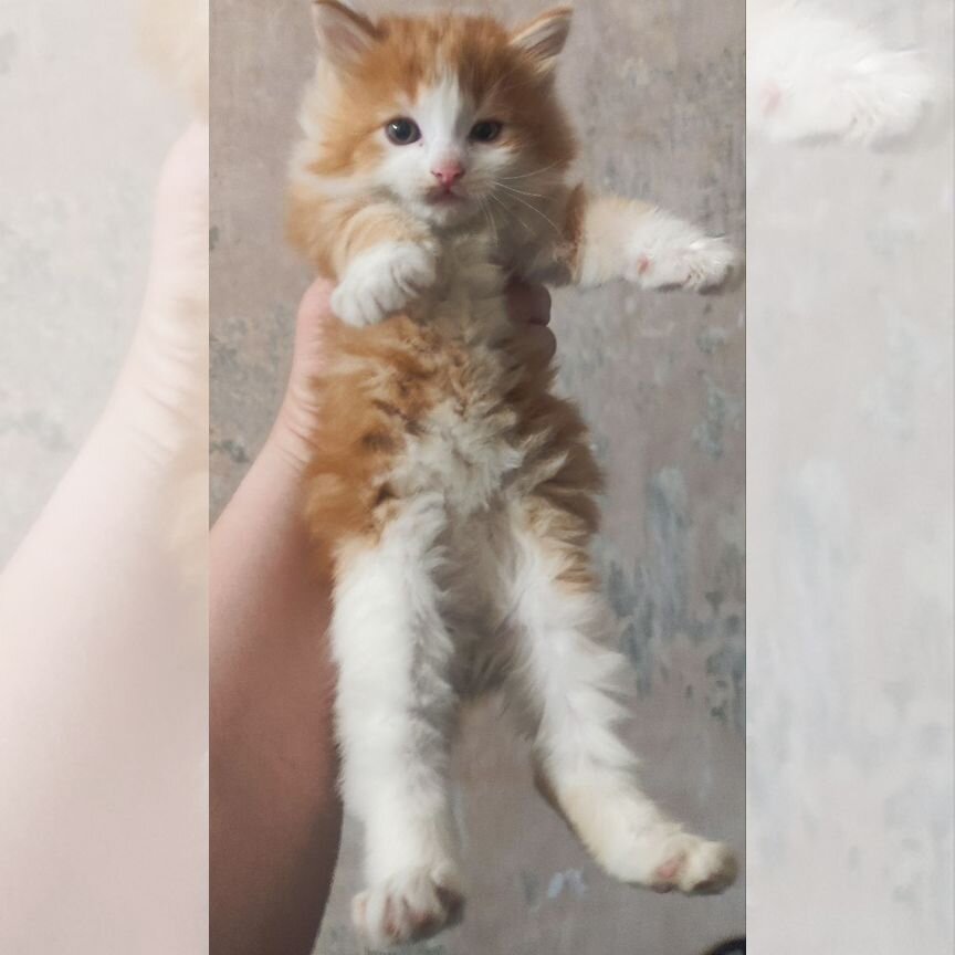 Курильский бобтейл длинношёрстный котёнок