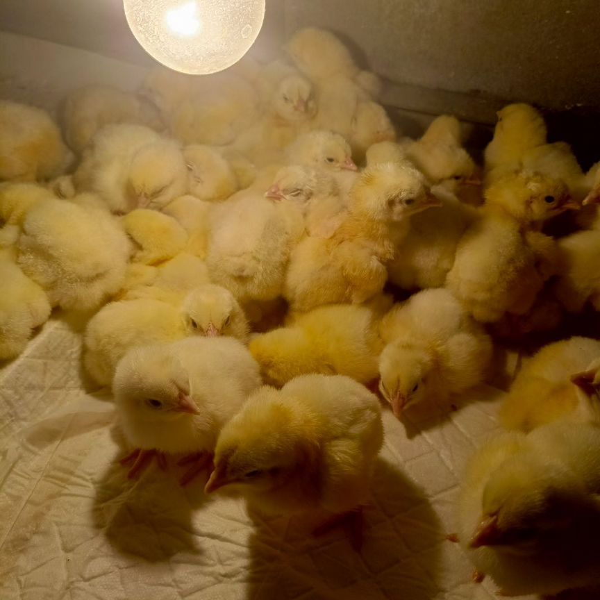 Цыплята бройлеры