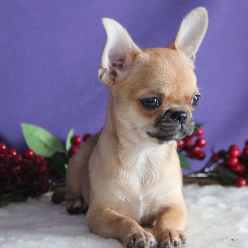 Чихуахуа, щенок