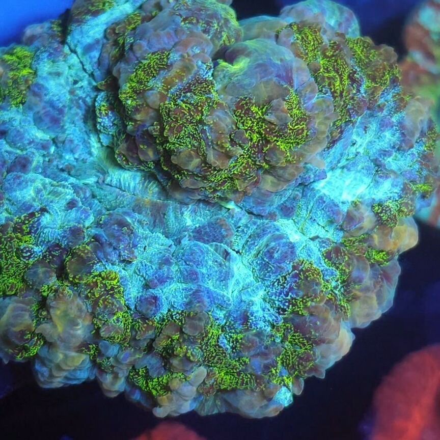 Живой морской коралл Акантофиллия Ультра