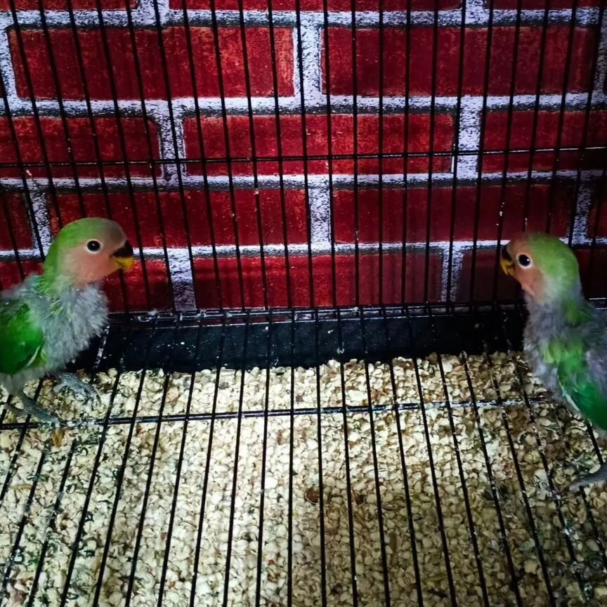 Попугай неразлучники