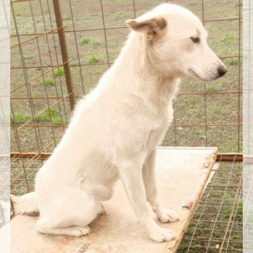 Взрослый пёс в добрые руки