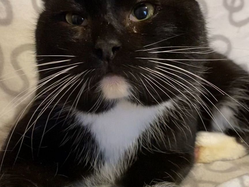 Кот