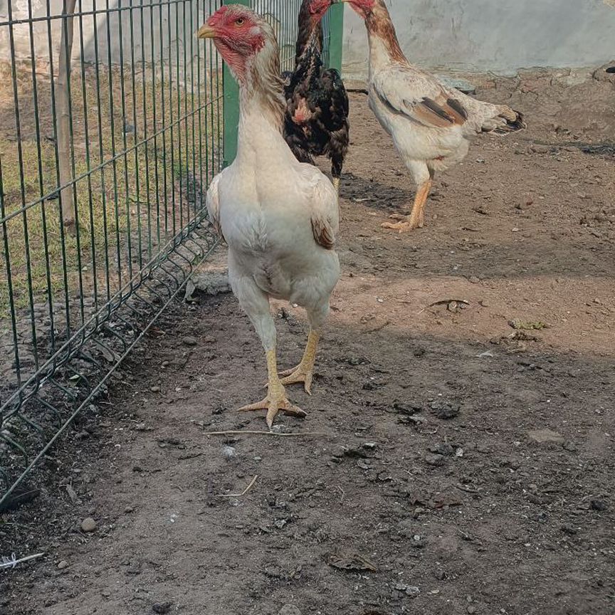 Бойцовые петухи о шамо