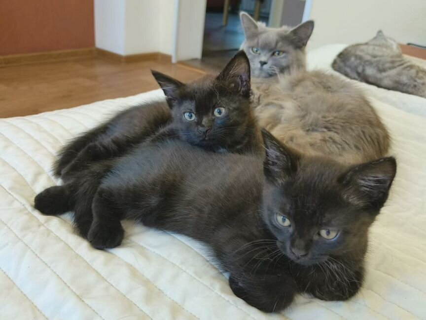Кошка